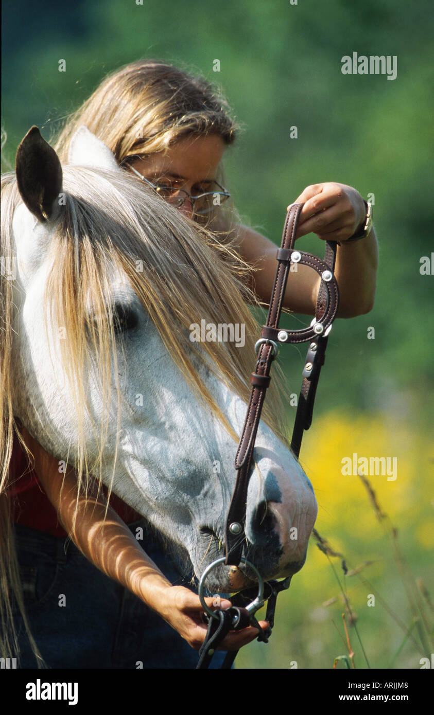 Barb horse (Equus przewalskii f. caballus Stock Photo - Alamy