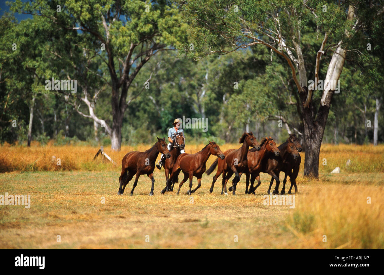 Australian stockhorse (Equus przewalskii f. caballus), stockman driving ...