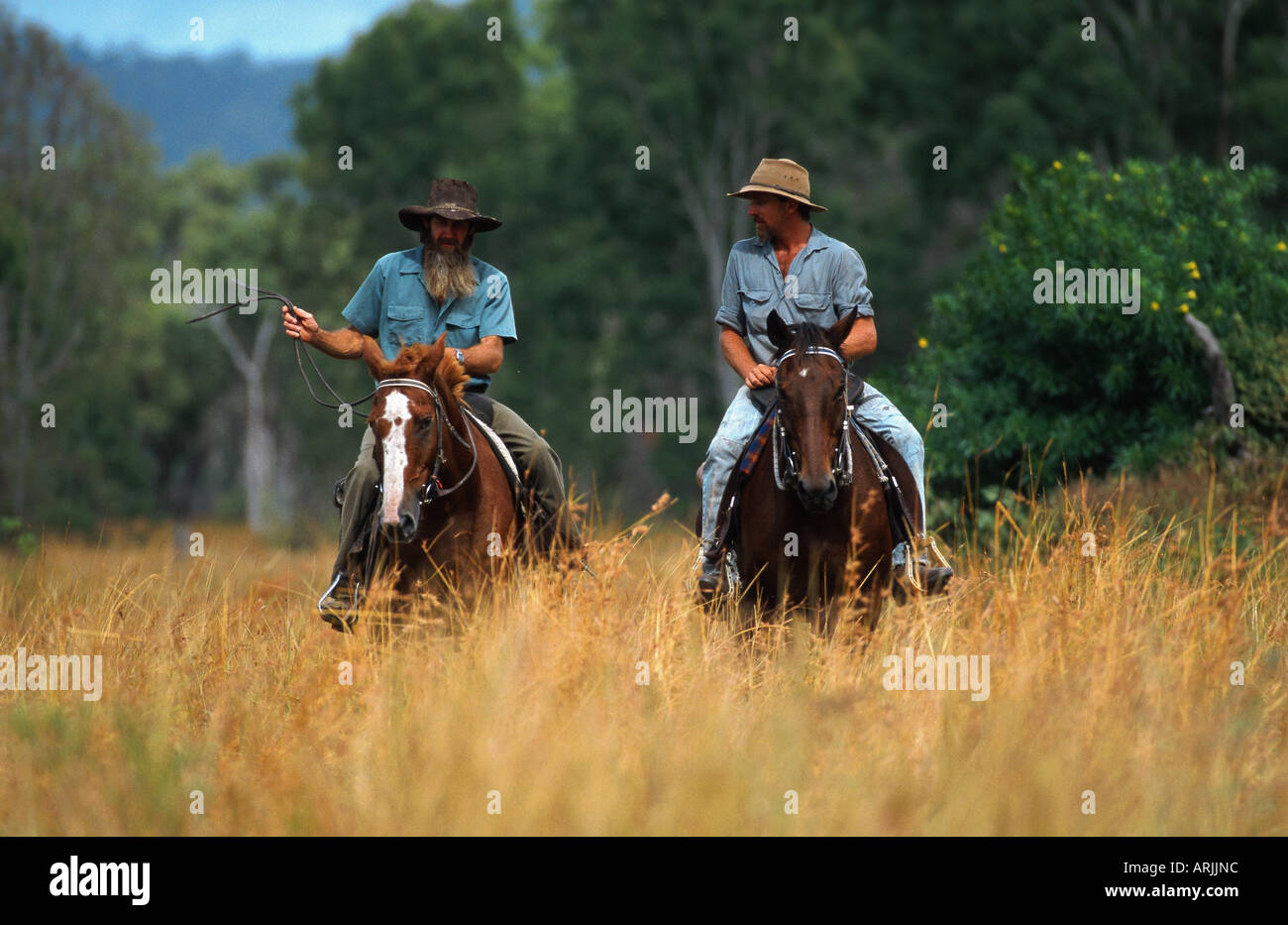 Australian stockhorse (Equus przewalskii f. caballus), stockman ...
