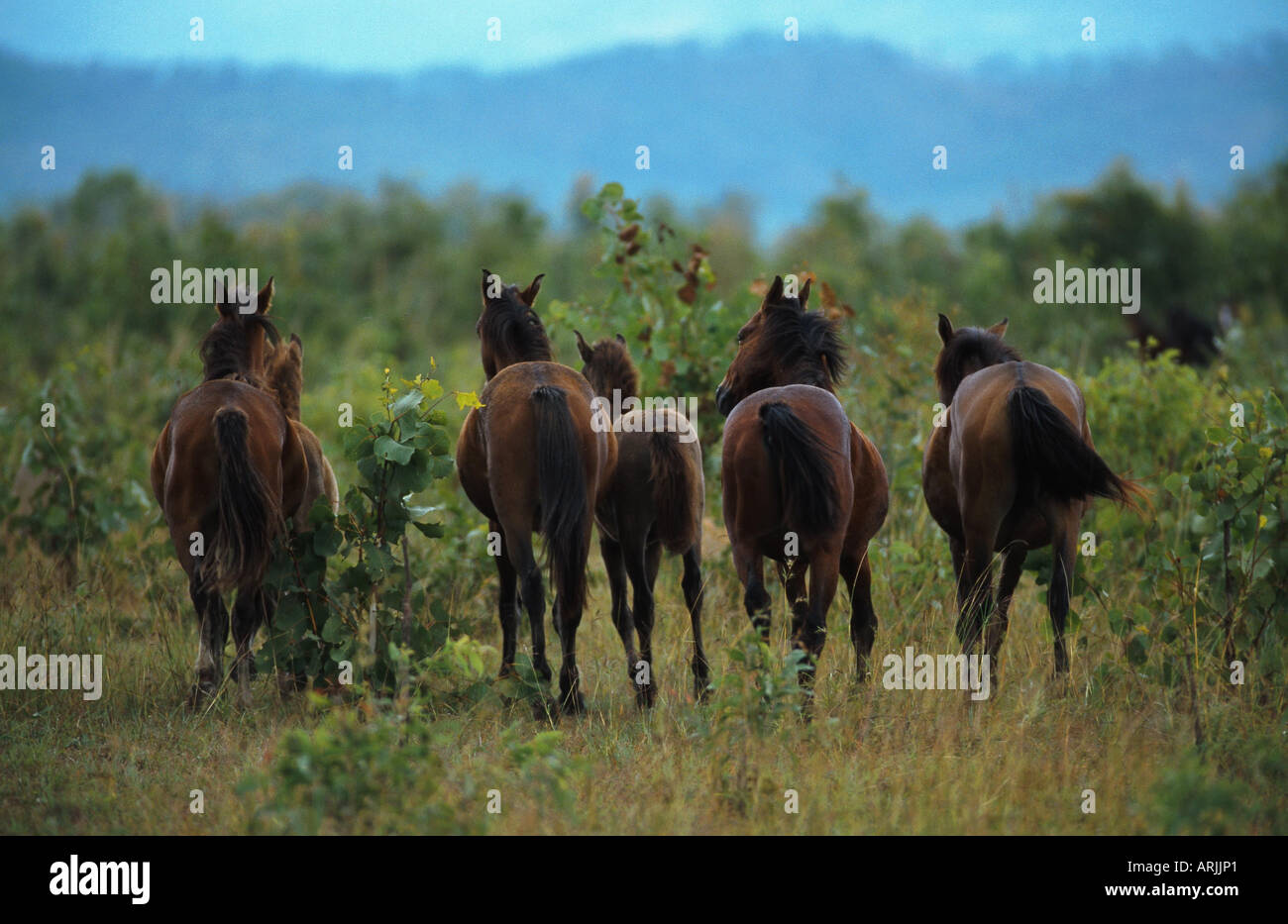 Australian brumby hi-res stock photography and images - Alamy