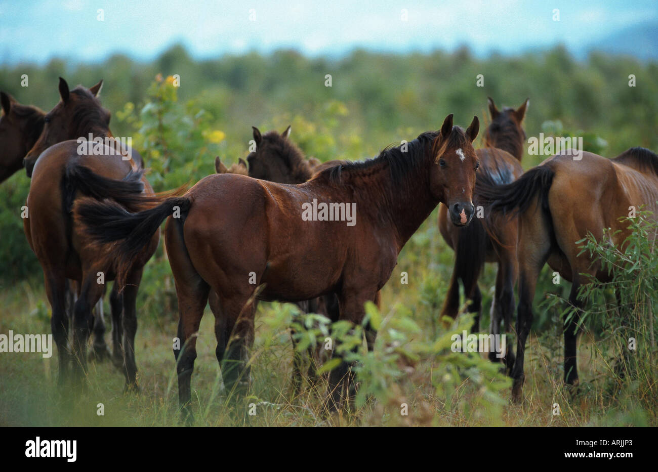 Brumby hi-res stock photography and images - Alamy