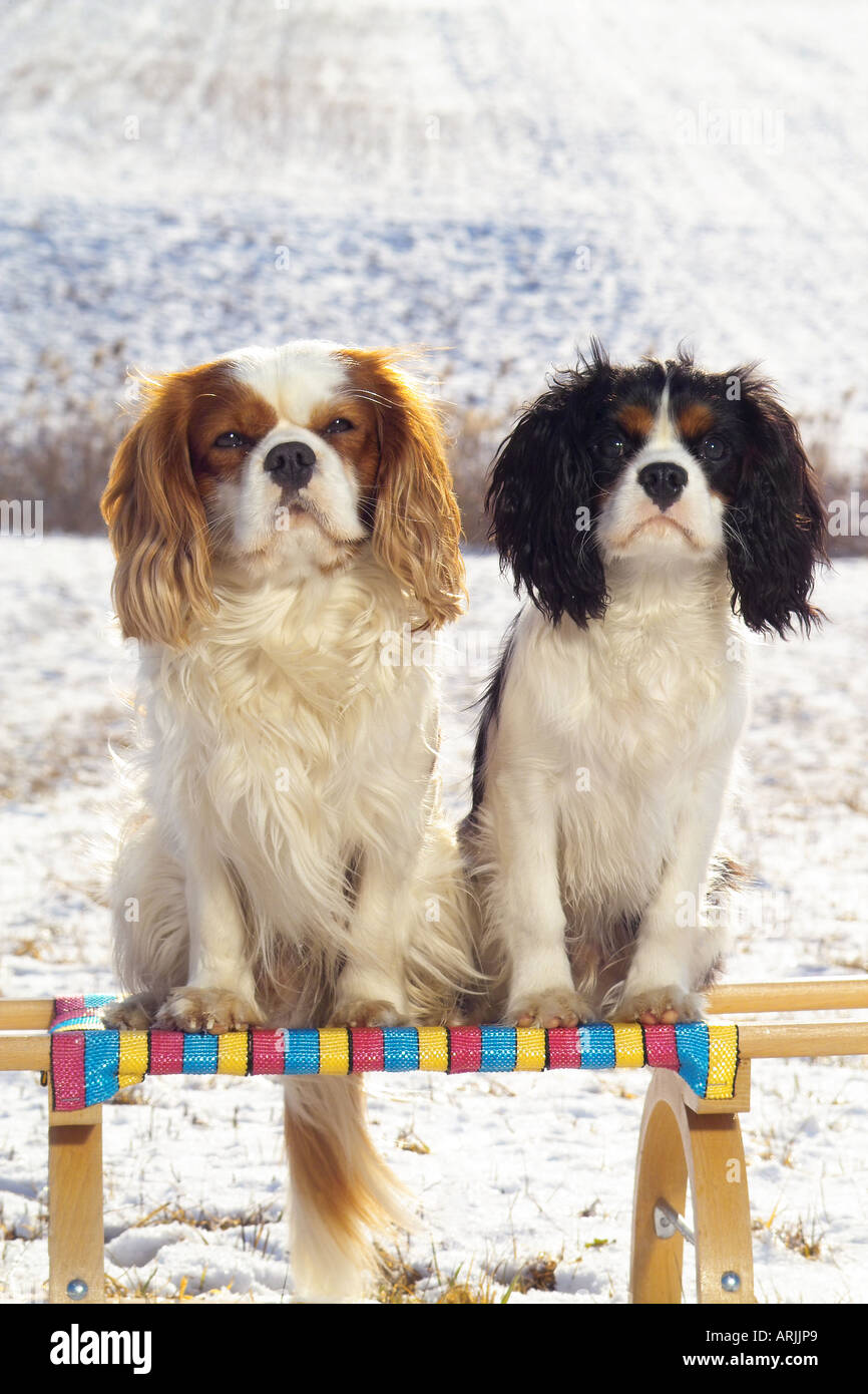 two King Charles Spaniel - sitting on sledge Stock Photo - Alamy