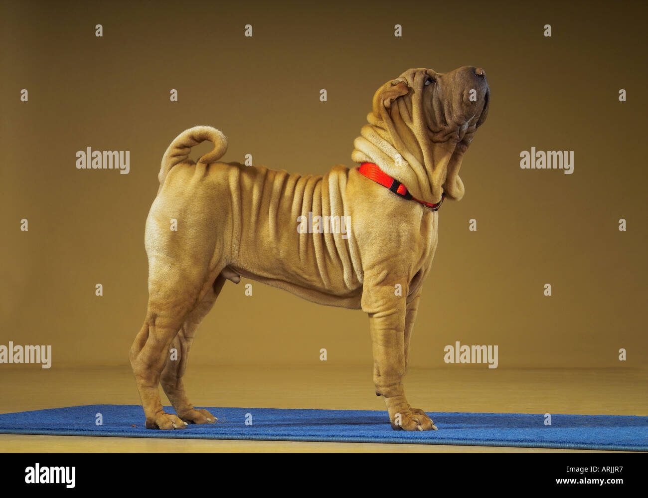 Shar Pei - standing lateral - cut out Stock Photo - Alamy