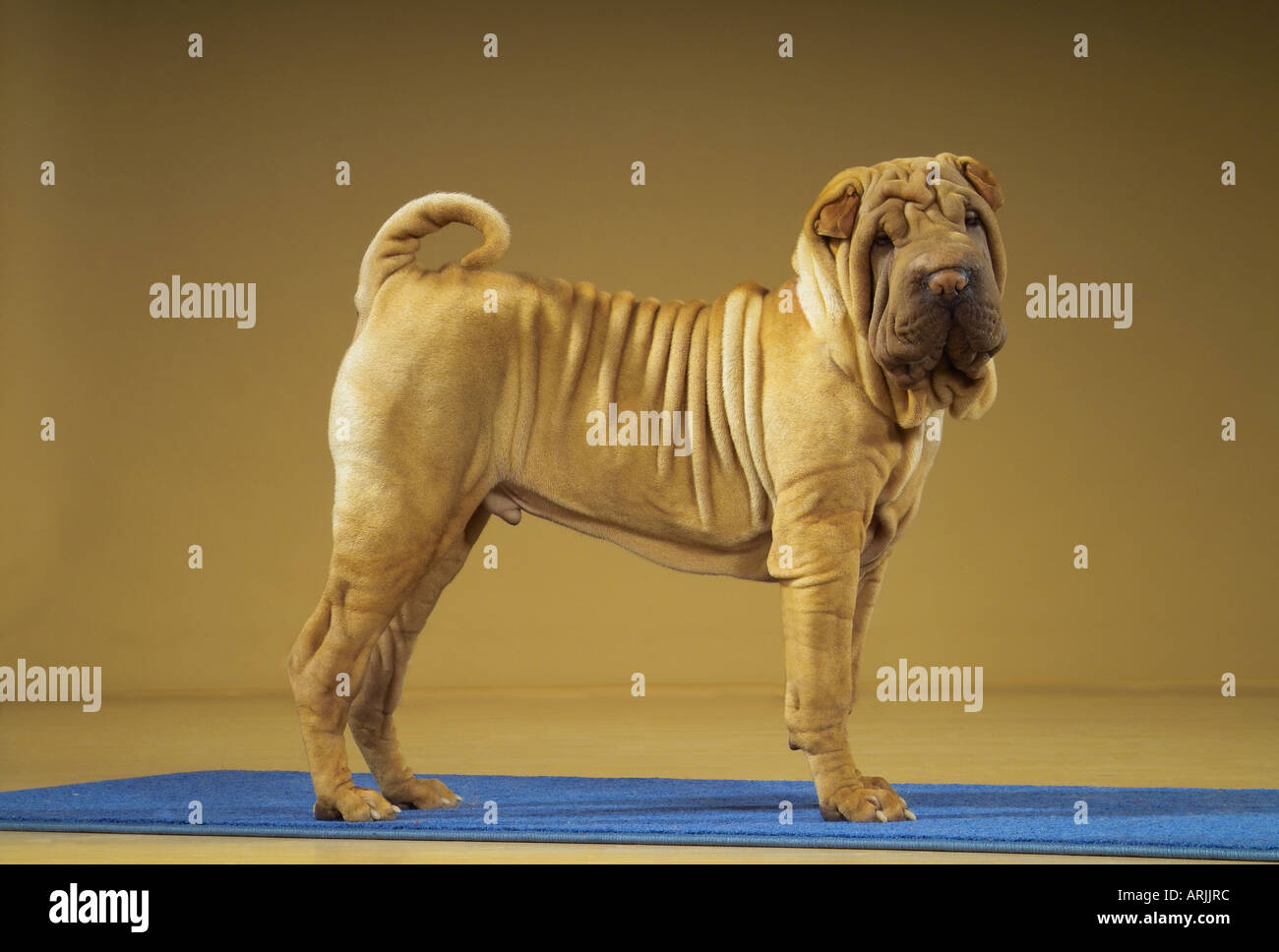 Shar Pei - standing lateral - cut out Stock Photo - Alamy