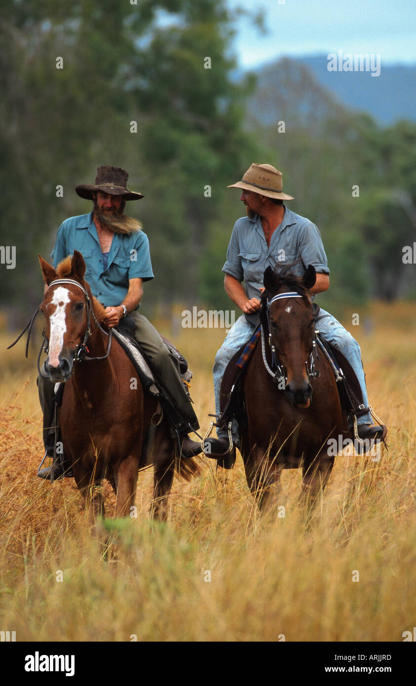 Australian stockhorse (Equus przewalskii f. caballus), stockman ...