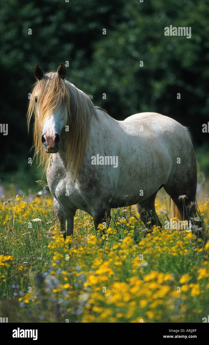 Barb horse (Equus przewalskii f. caballus), on flower meadow Stock ...