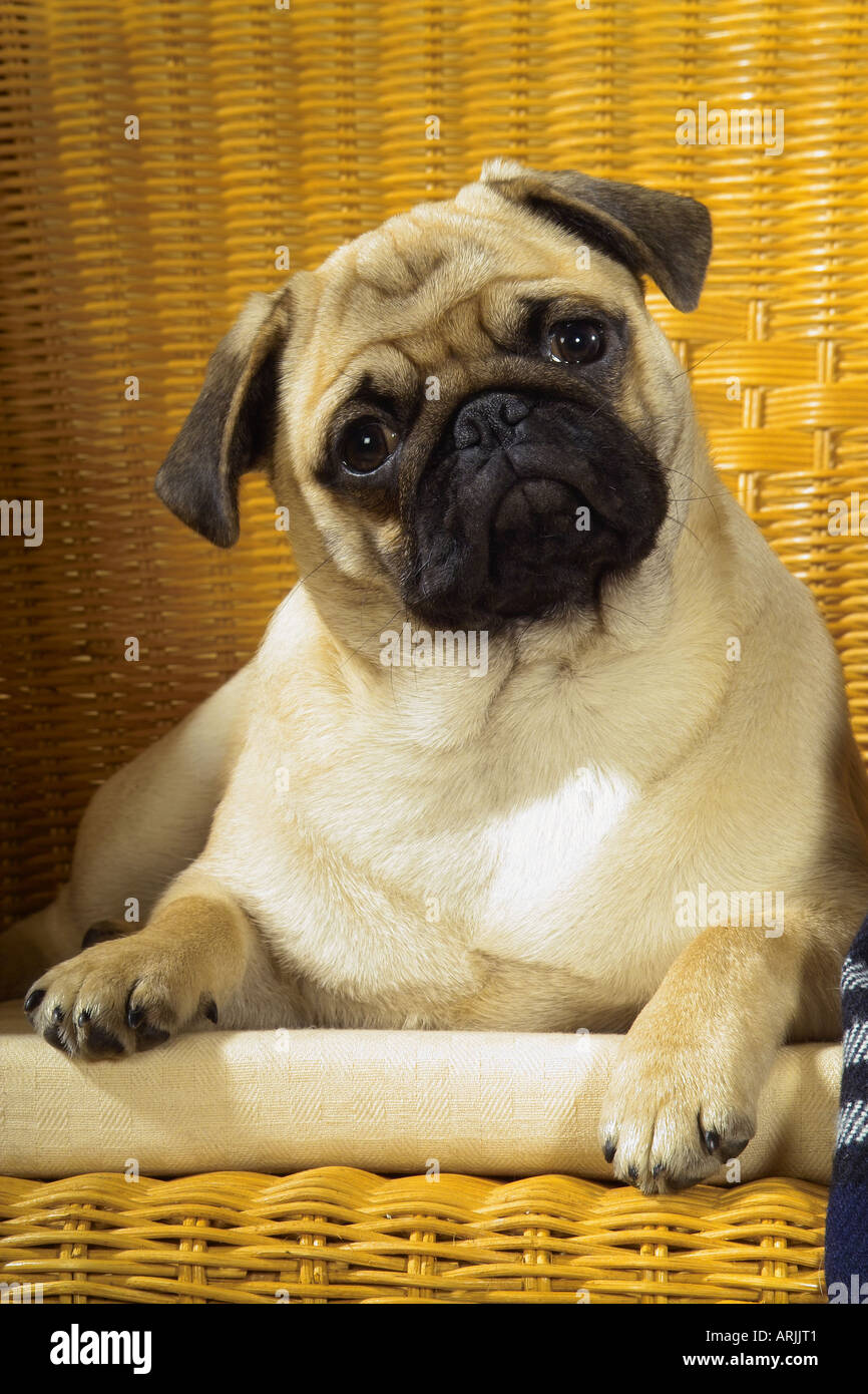 pug - lying on cane chair Stock Photo - Alamy