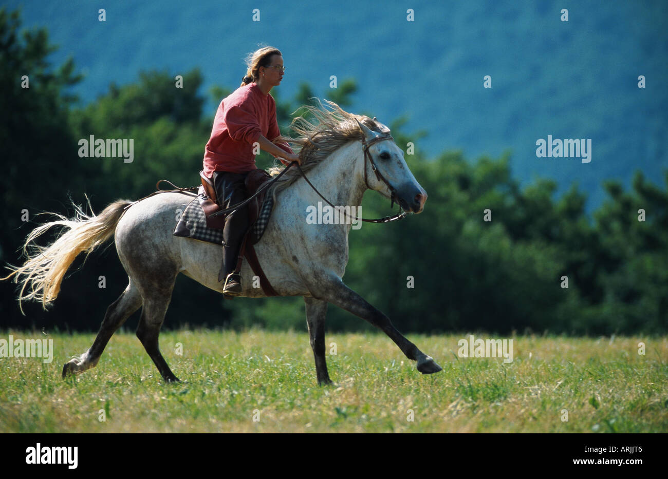 Barb horse (Equus przewalskii f. caballus), riding, gallop Stock Photo ...