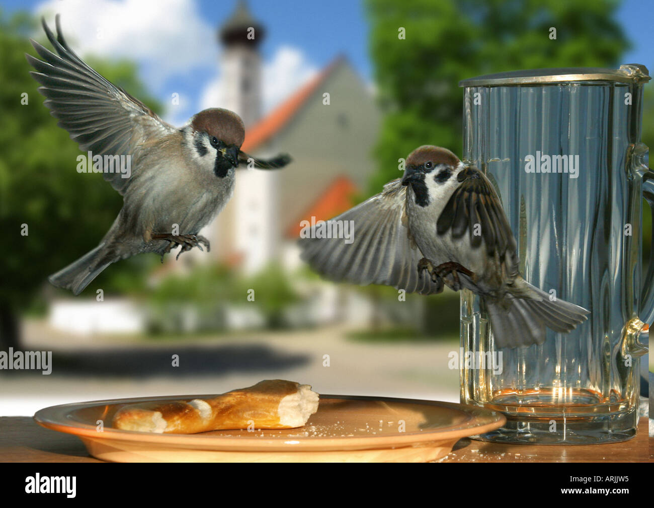 two house sparrows - at plate - flying Stock Photo - Alamy
