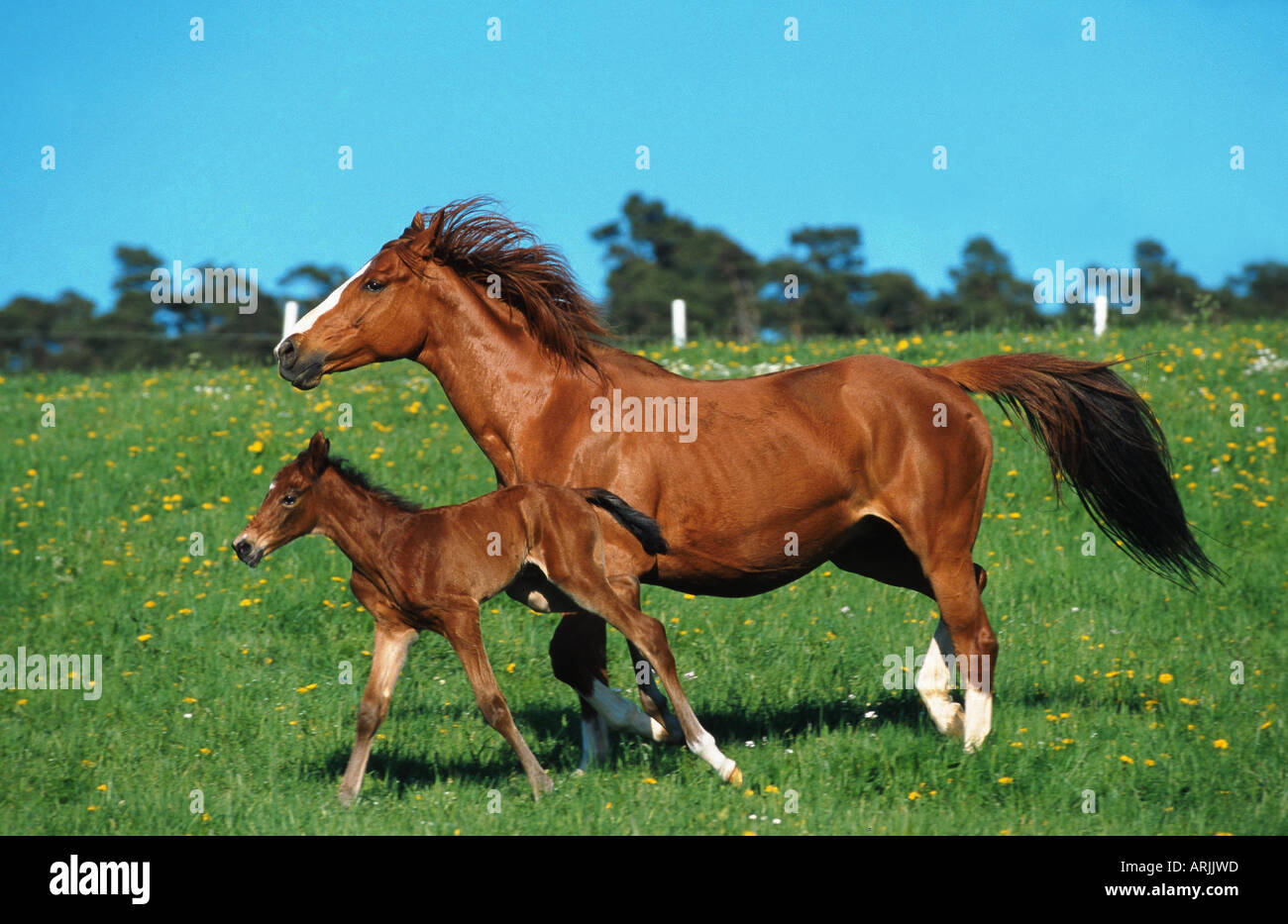 Budjonny horse (Equus przewalskii f. caballus), mare with foal Stock ...