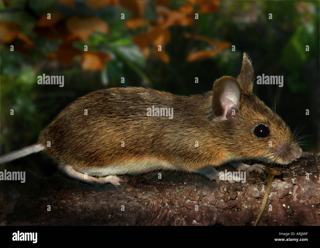 wood mouse apodemus sylvaticus Stock Photo - Alamy wood mouse apodemus sylvaticus Stock Photo - Alamy