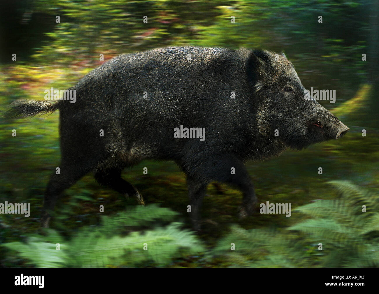 Boar walk hi-res stock photography and images - Alamy