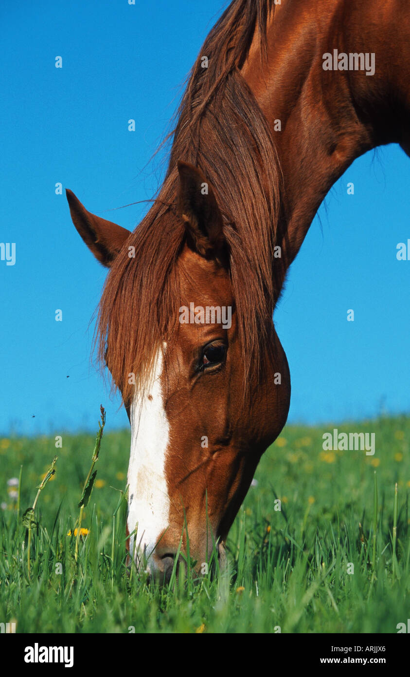 Budjonny horse (Equus przewalskii f. caballus), grazing Stock Photo - Alamy