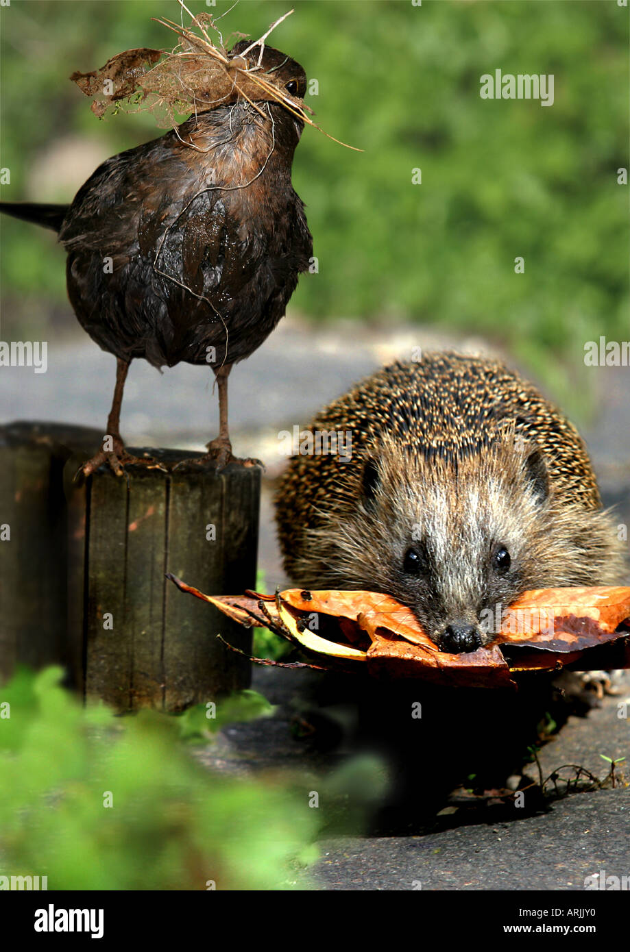 Hedgehog nest hi-res stock photography and images - Alamy
