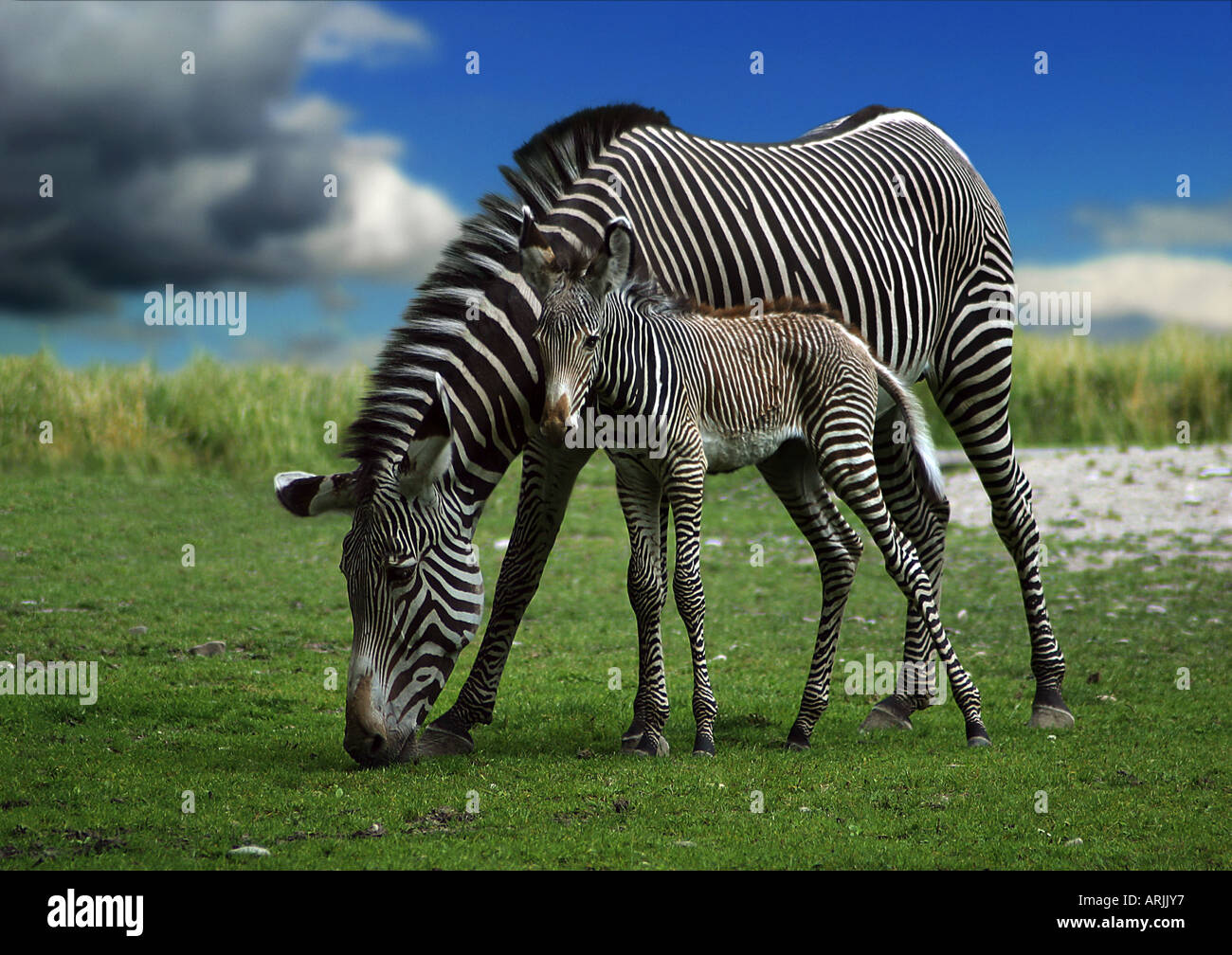Zebra with foal - standing on meadow Stock Photo - Alamy
