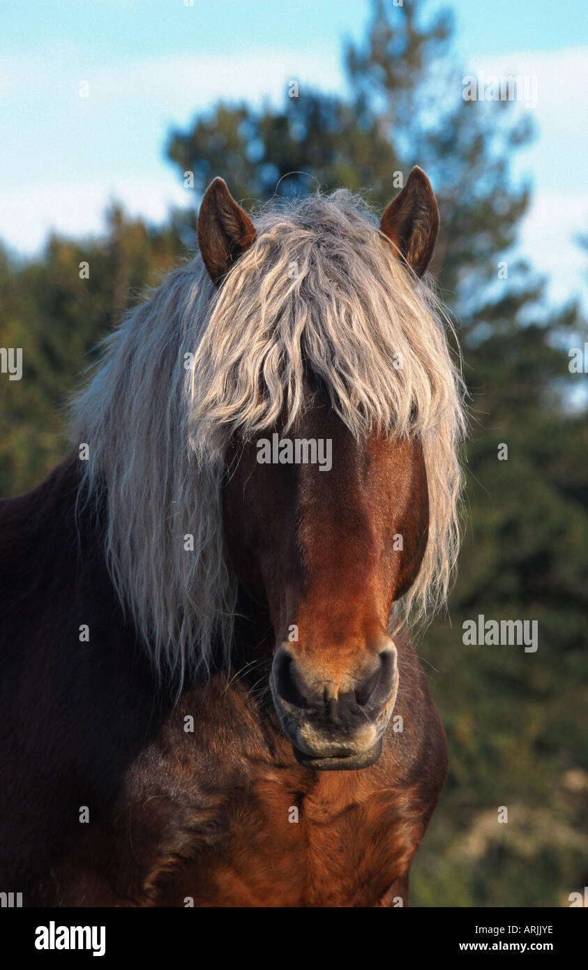 Breton horses hi-res stock photography and images - Alamy