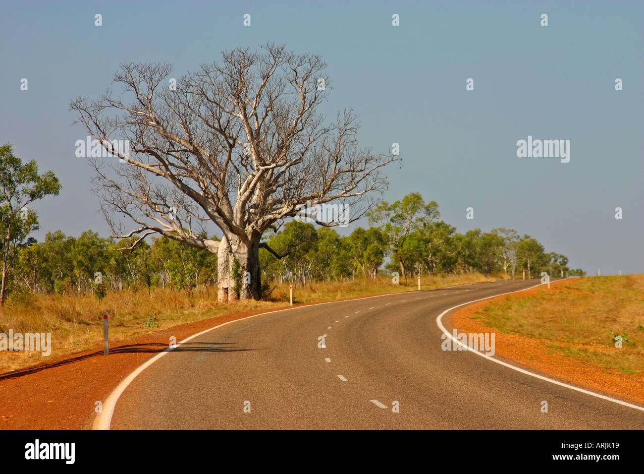Large boab tree along Victoria Highway near Wyndham Western Australia ...