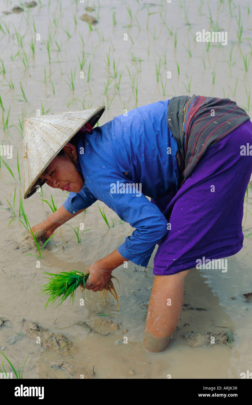 Planting rice in paddy, Muang Sing, Laos, Asia Stock Photo - Alamy