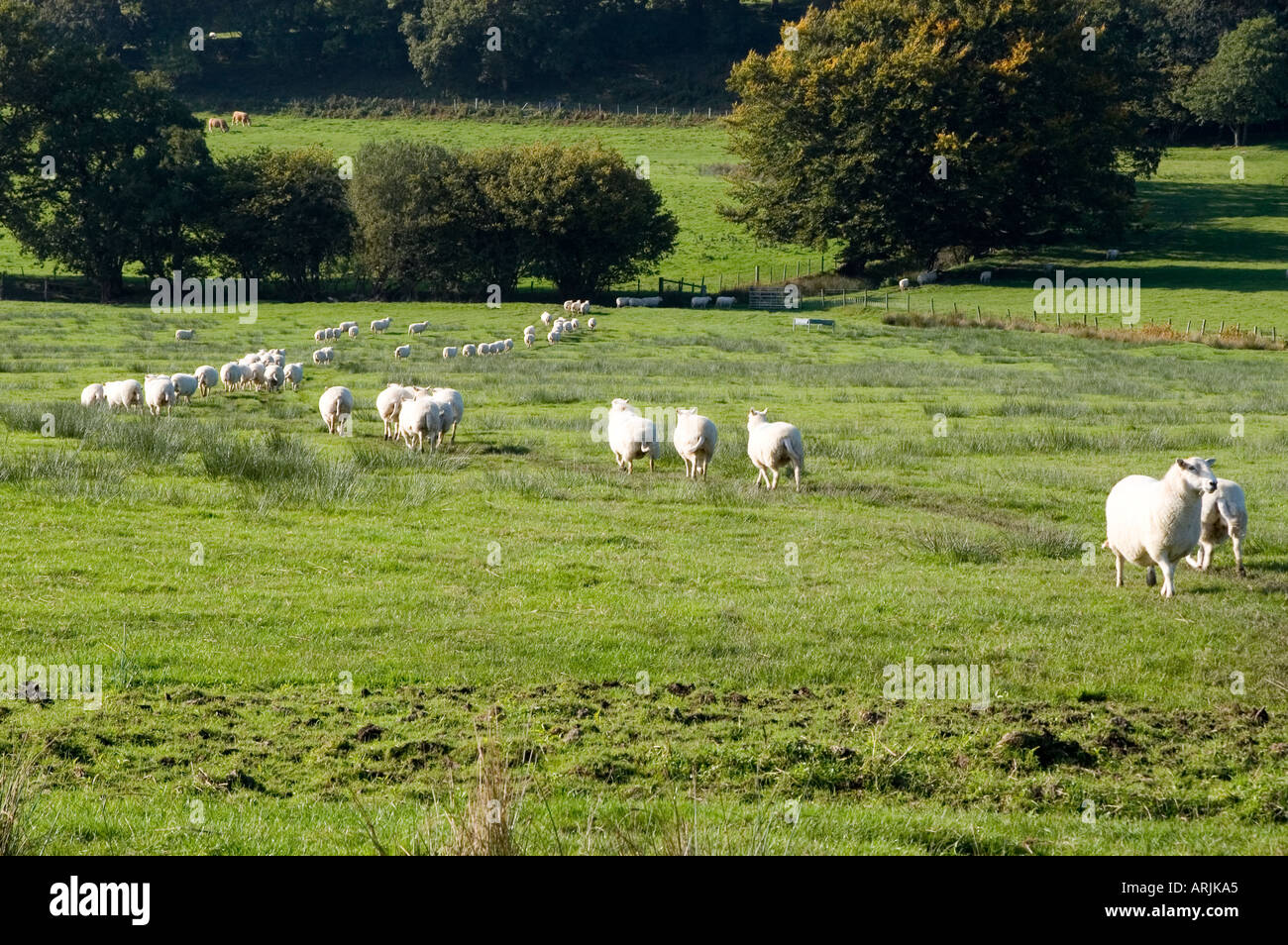 Sheep following sheep Stock Photo - Alamy