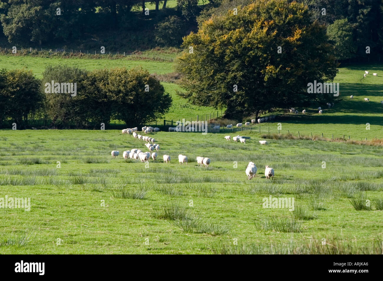 Sheep following sheep Stock Photo - Alamy