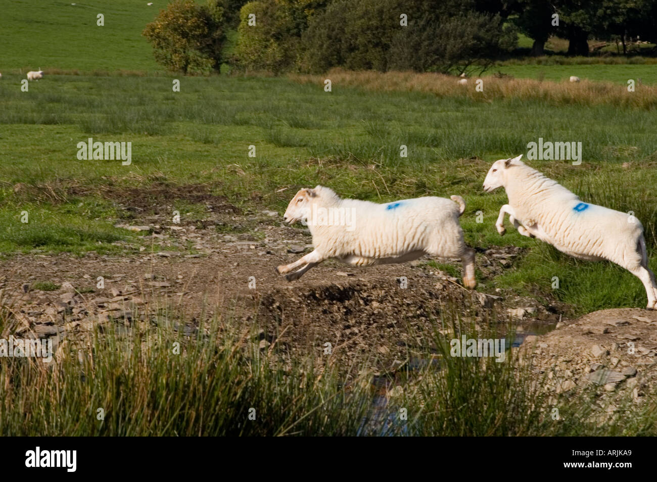 Leaping the brook hi-res stock photography and images - Alamy