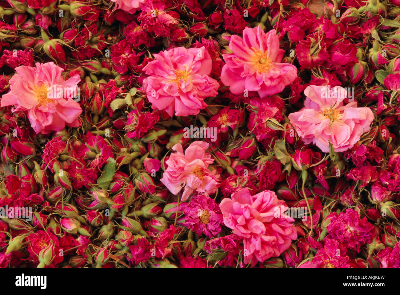 Morocco high atlas valley roses hi-res stock photography and images - Alamy