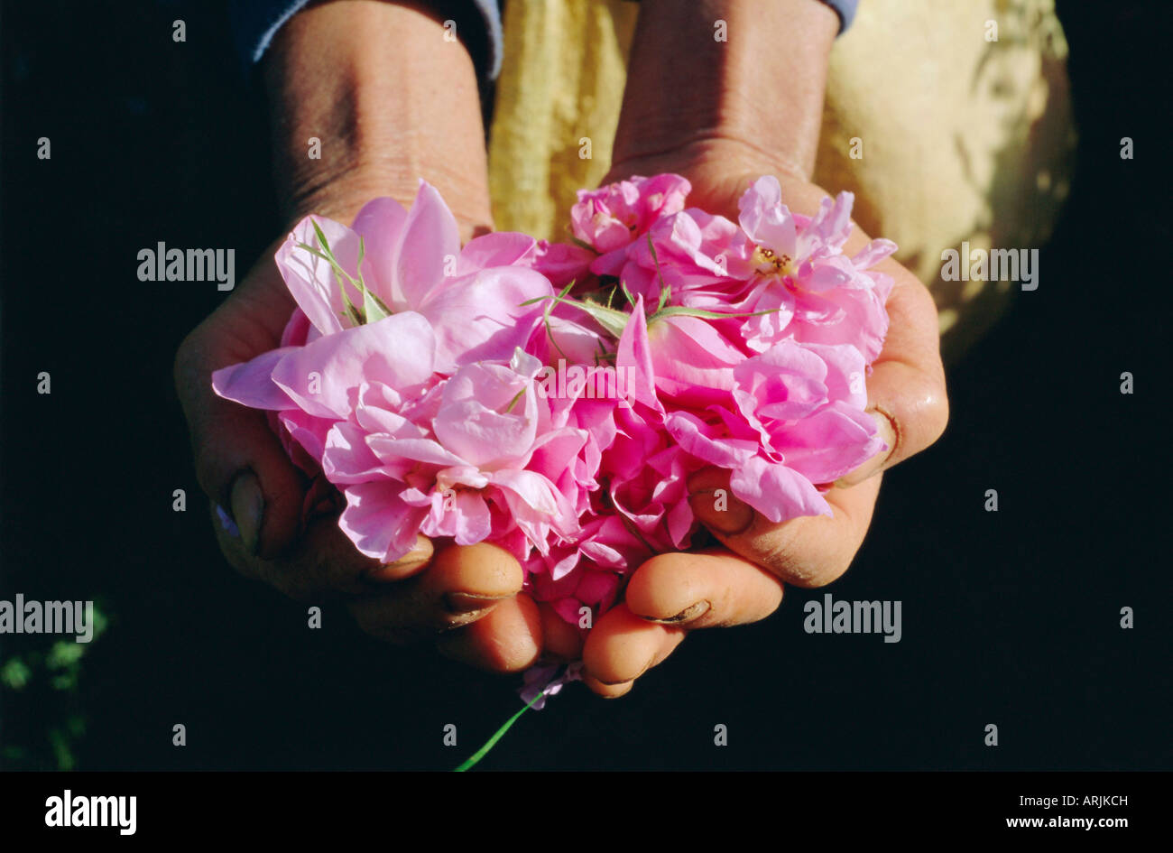 Rose valley morocco hi-res stock photography and images - Alamy