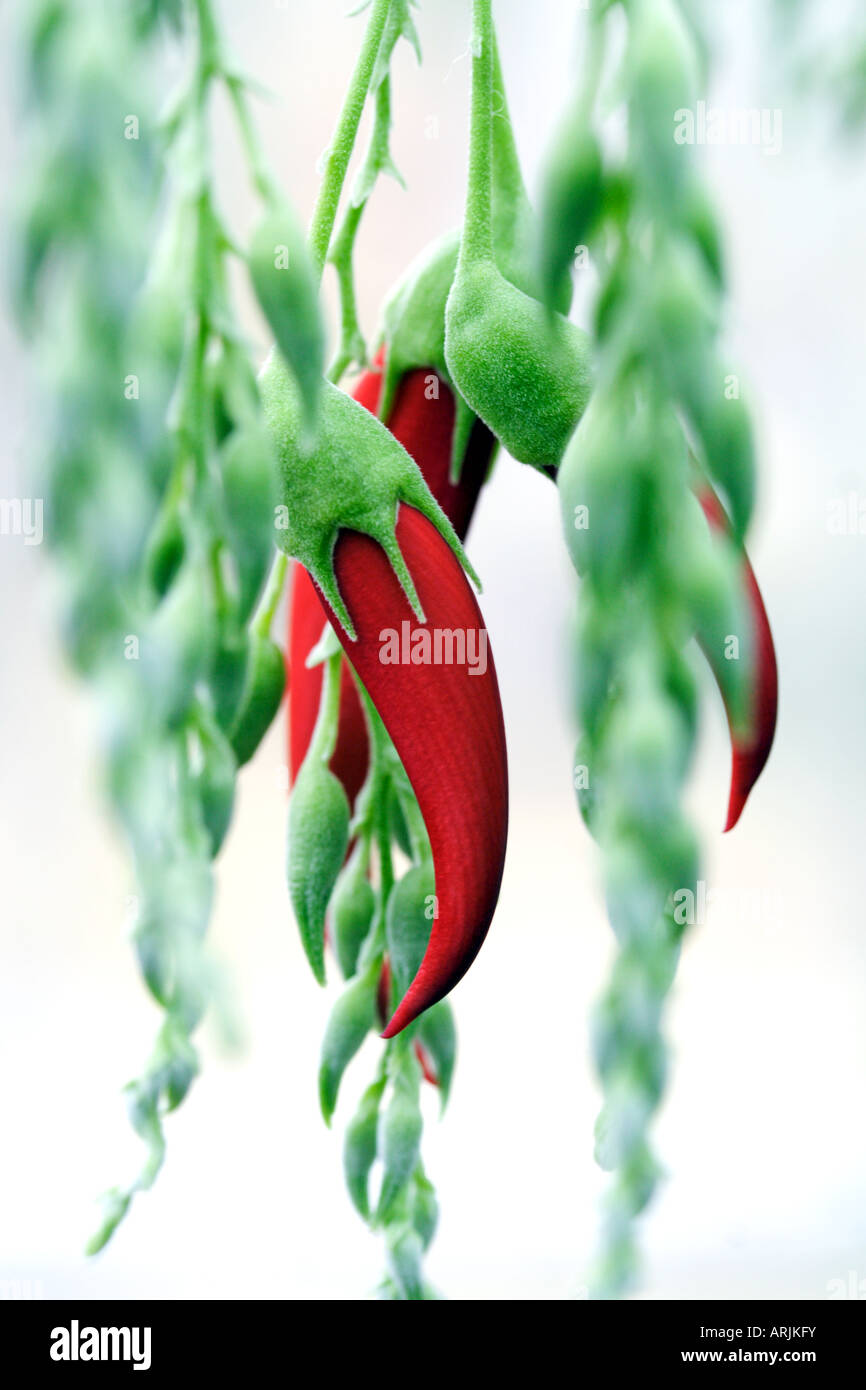Close-up of a Clianthus flower Stock Photo - Alamy