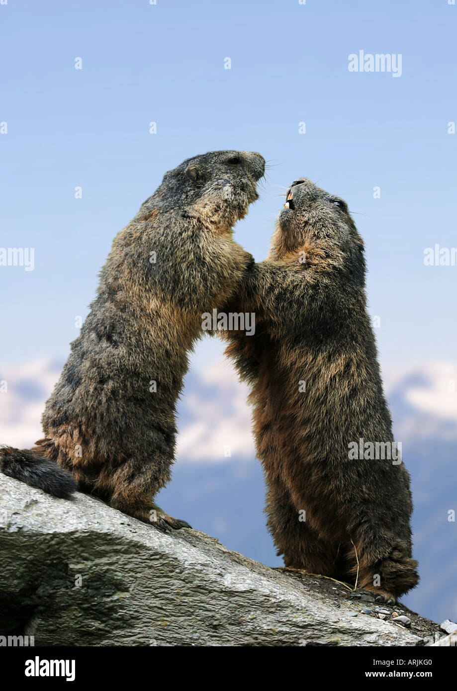 two alpine marmots - playful fighting Marmota marmota Stock Photo - Alamy