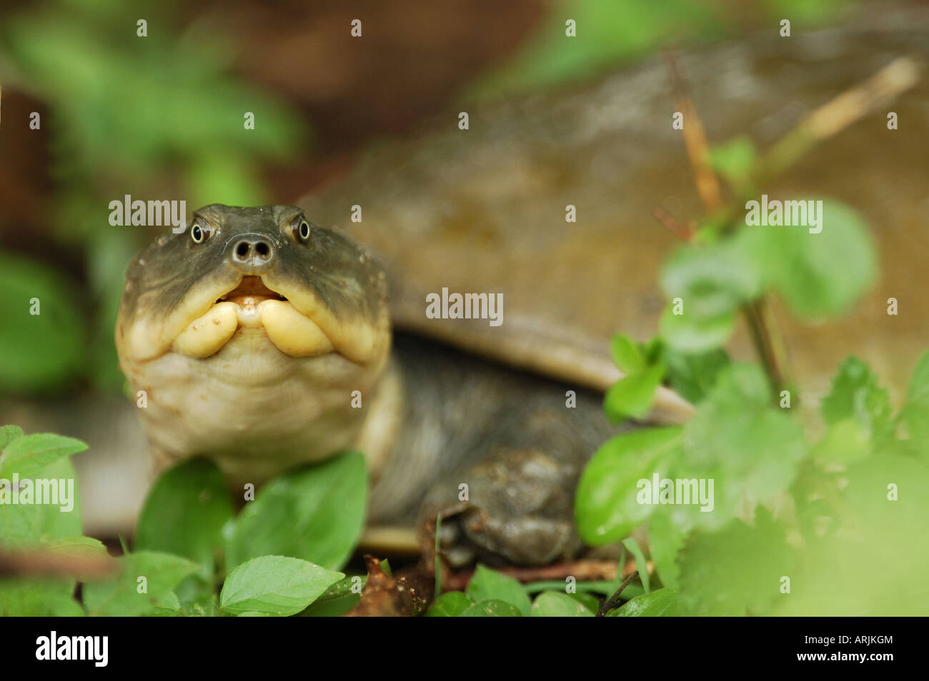 Indian flapshell turtle hi-res stock photography and images - Alamy
