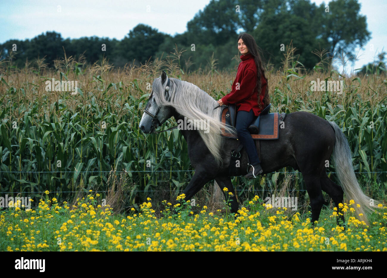 Barb horse (Equus przewalskii f. caballus), horsewoman on stallion ...