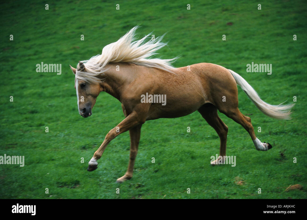 Barb horse equus przewalskii caballus hi-res stock photography and ...
