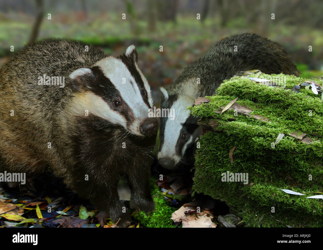 Two european badger meles hi-res stock photography and images - Alamy