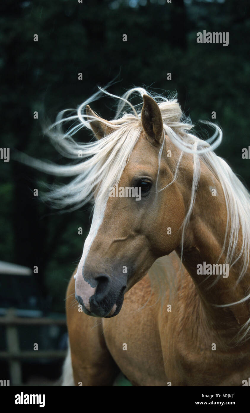 Barb horse (Equus przewalskii f. caballus), stallion Stock Photo - Alamy