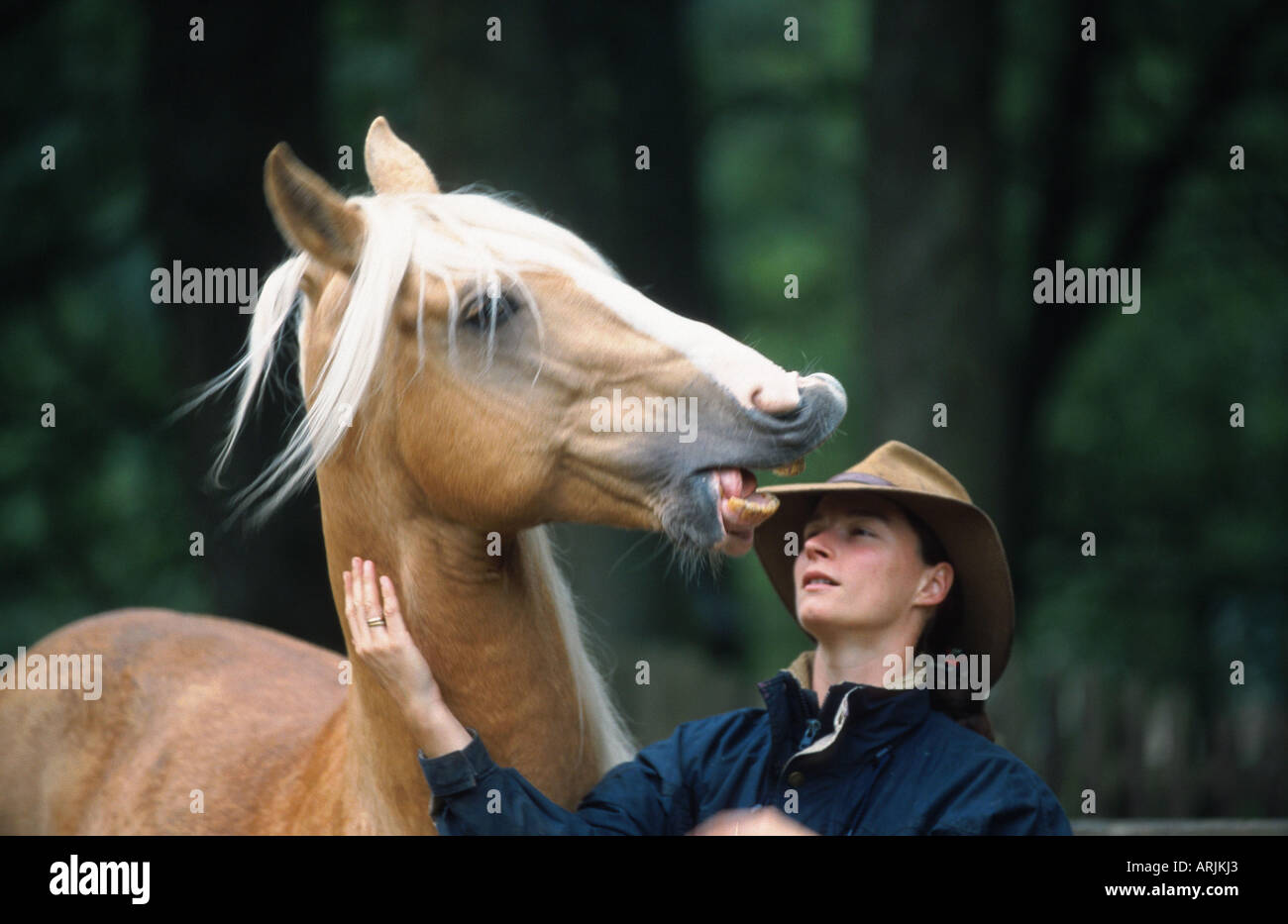 Barb horse (Equus przewalskii f. caballus), young woman with stallion ...
