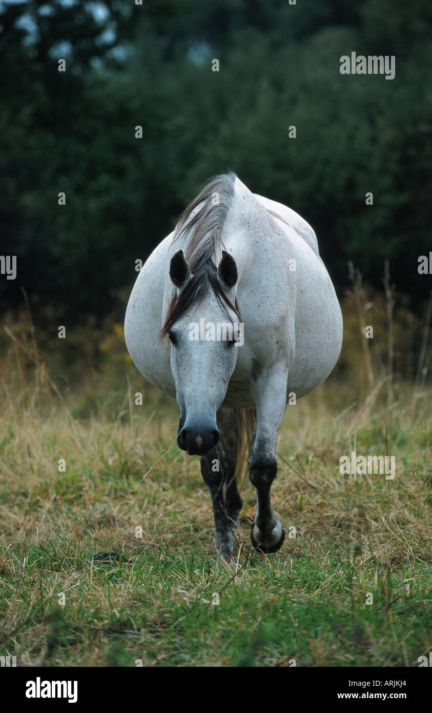 Barb horse (Equus przewalskii f. caballus), mare, heavy with young ...