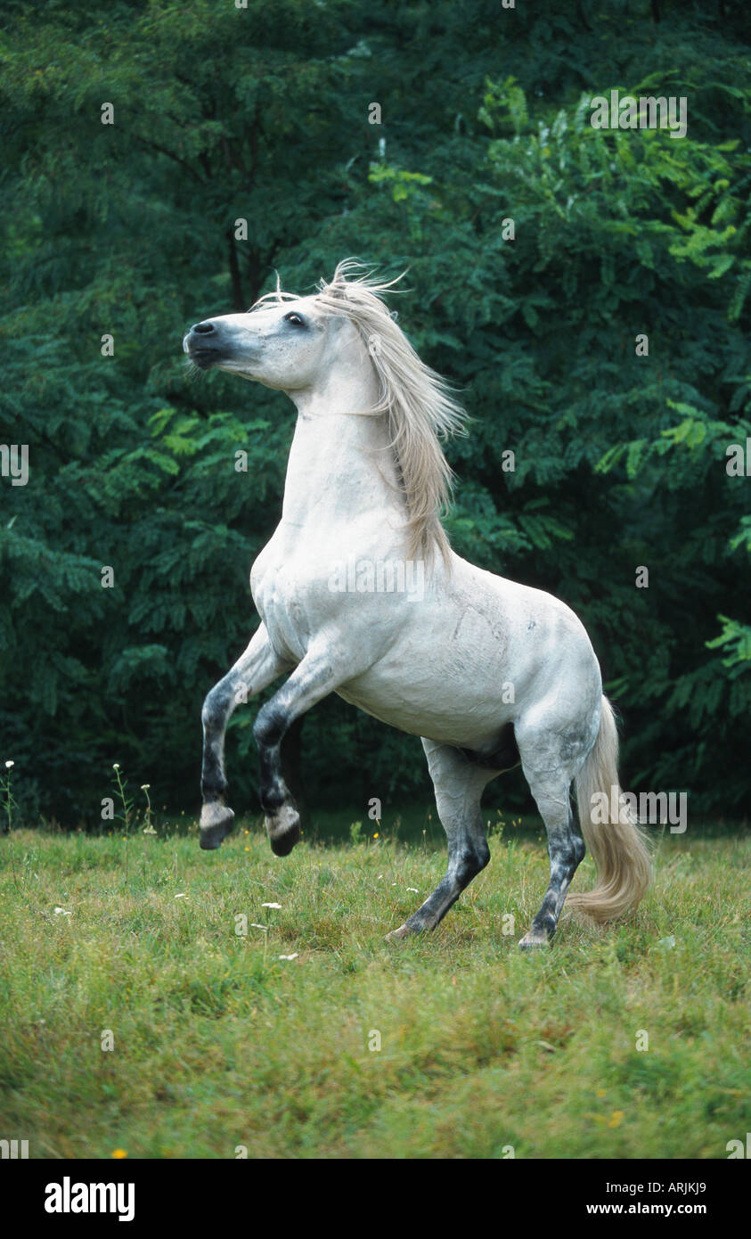 Barb horse (Equus przewalskii f. caballus), stallion, impressing ...
