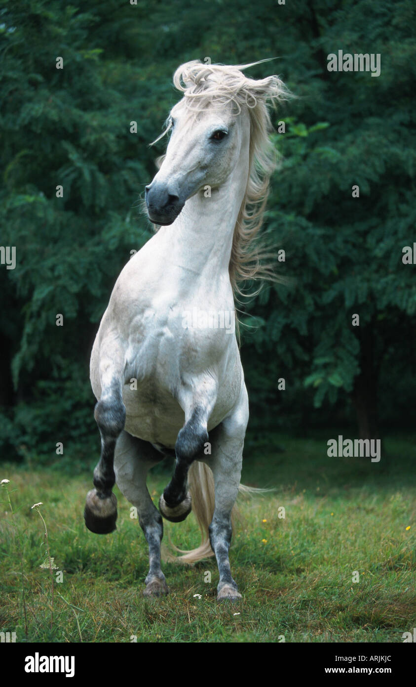 Barb horse (Equus przewalskii f. caballus), stallion, impressing ...