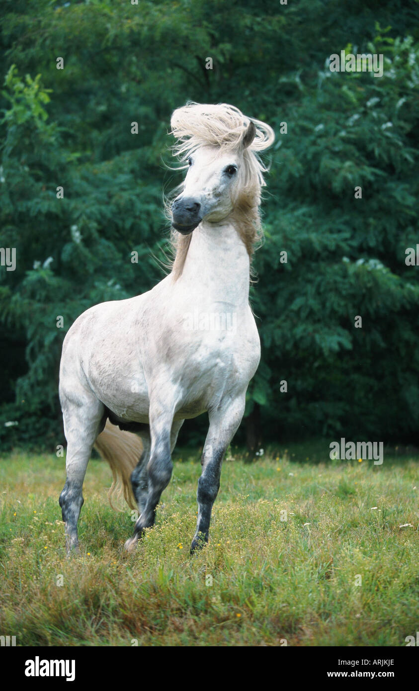 Barb horse (Equus przewalskii f. caballus), stallion, impressing ...