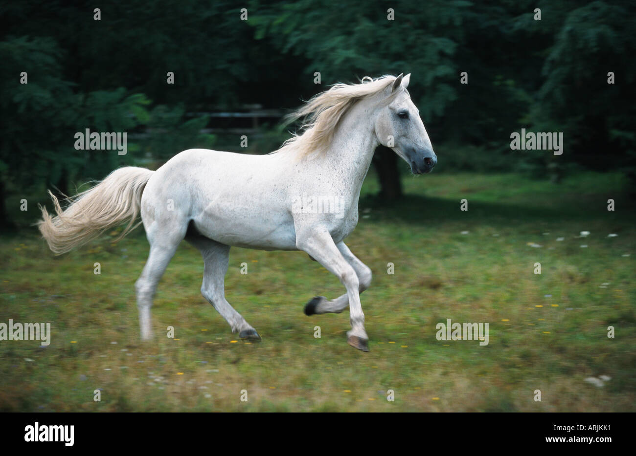 Barb horse equus przewalskii caballus hi-res stock photography and ...