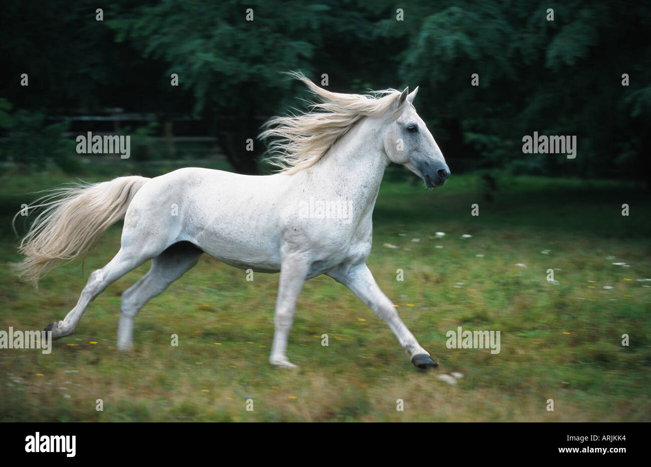 Barb horse (Equus przewalskii f. caballus), stallion, gallop Stock ...