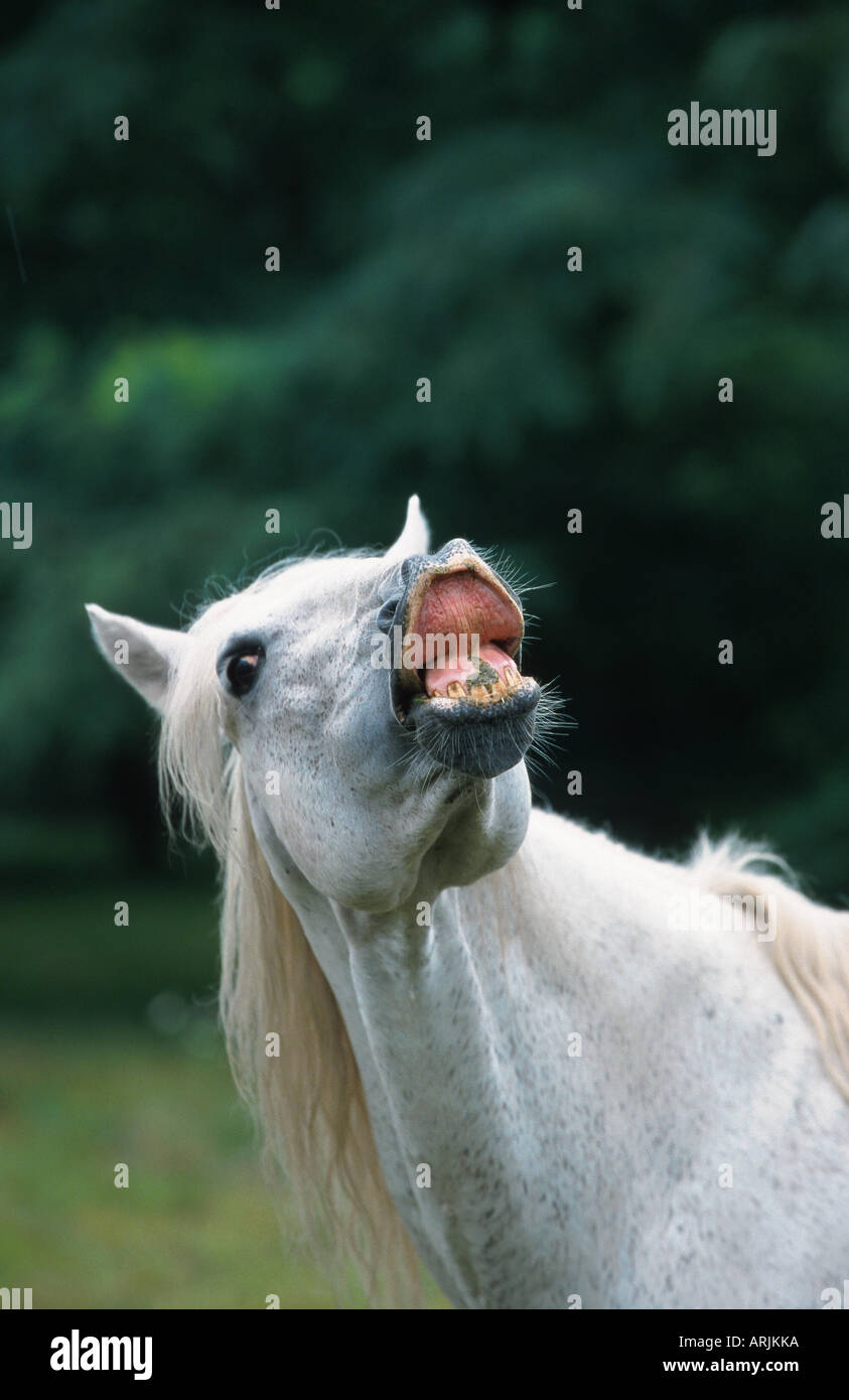 Stallion curling lips hi-res stock photography and images - Alamy
