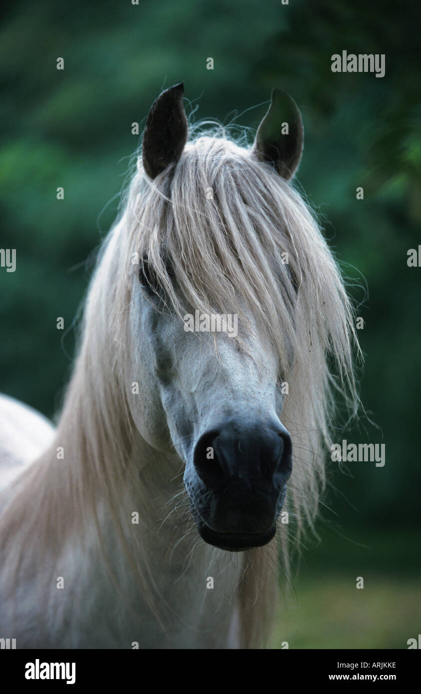 Barb horse (Equus przewalskii f. caballus), stallion Stock Photo - Alamy