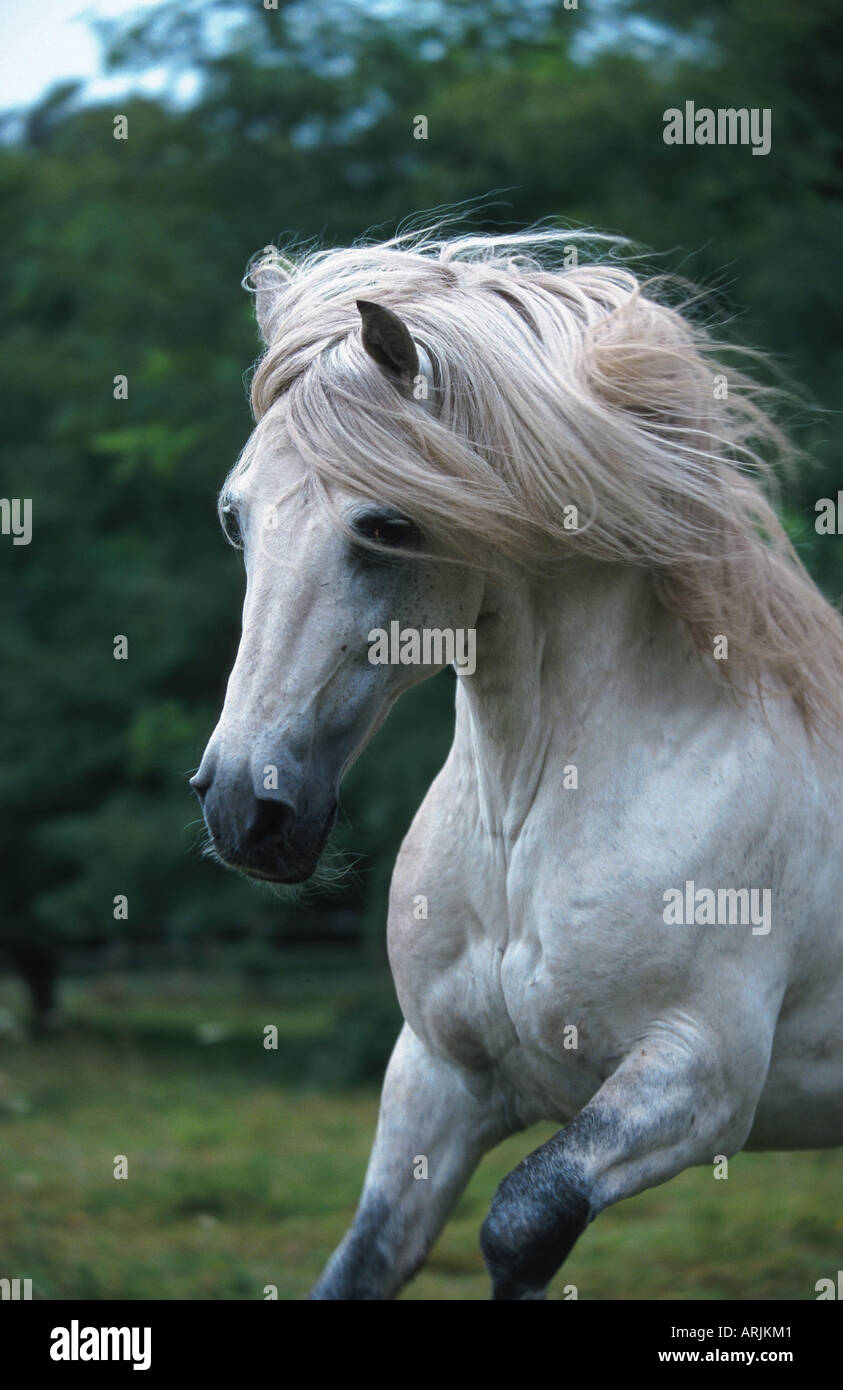 Barb horse (Equus przewalskii f. caballus), stallion Stock Photo - Alamy