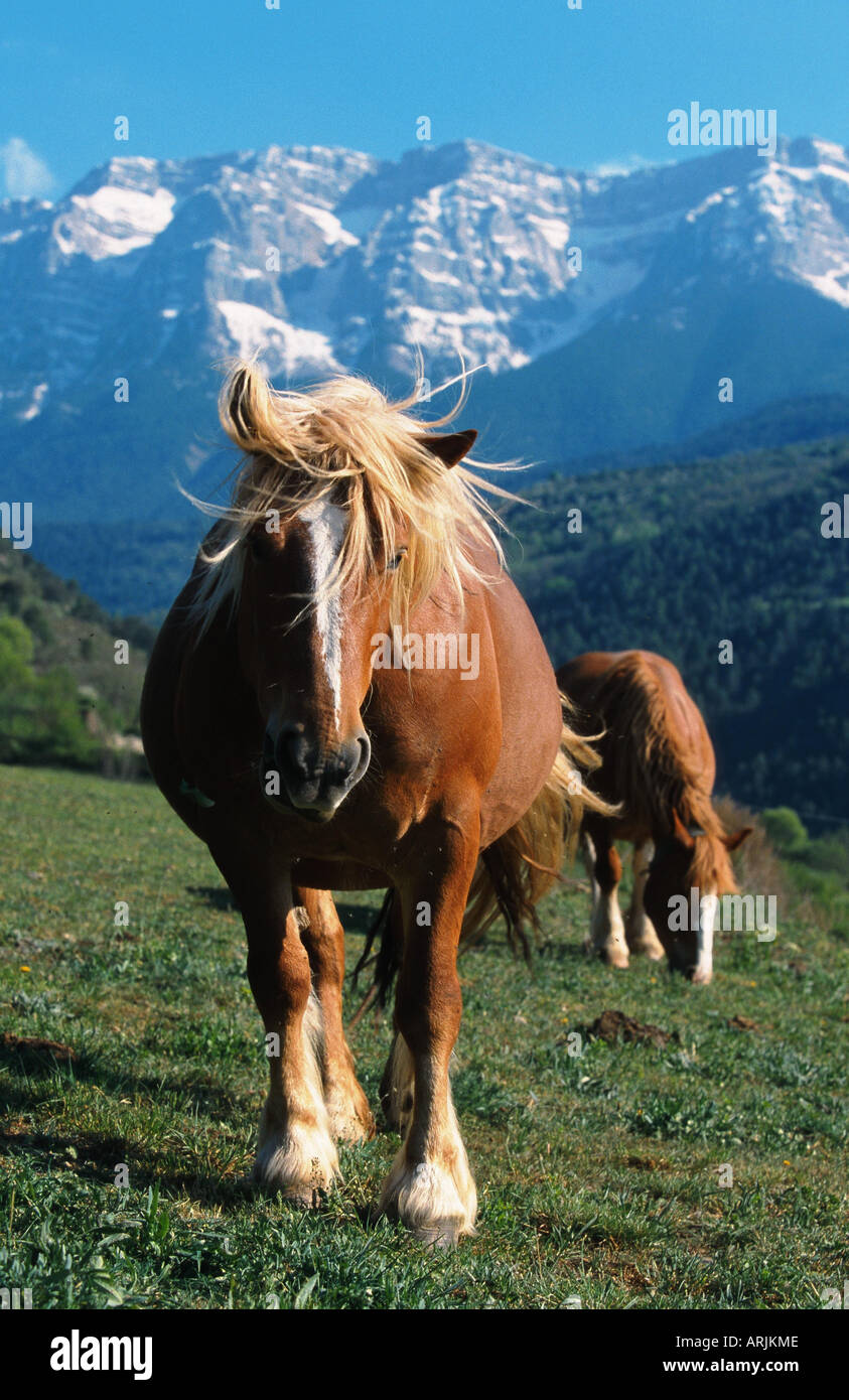 Breton horses hi-res stock photography and images - Alamy