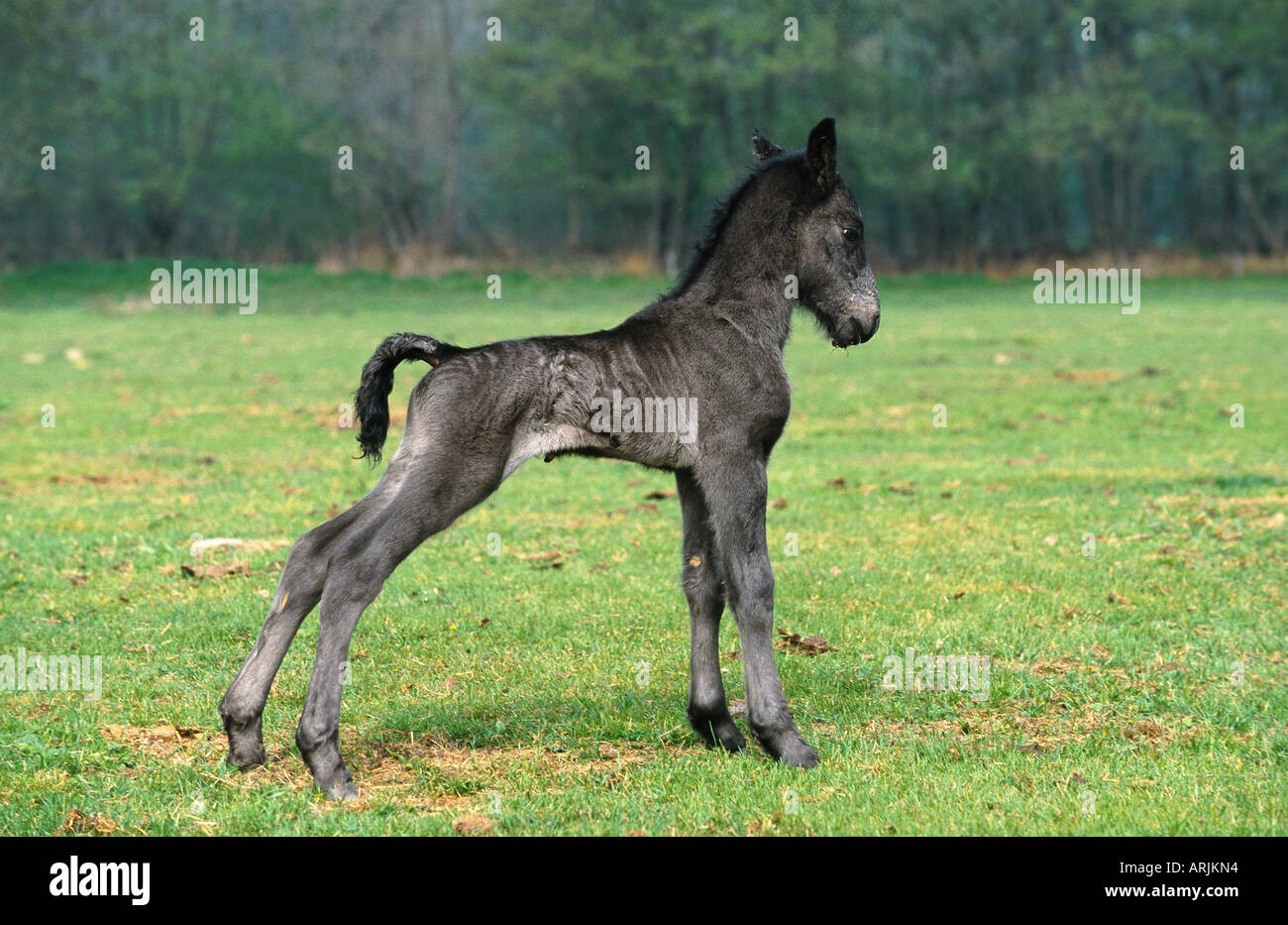 Breton horses hi-res stock photography and images - Alamy