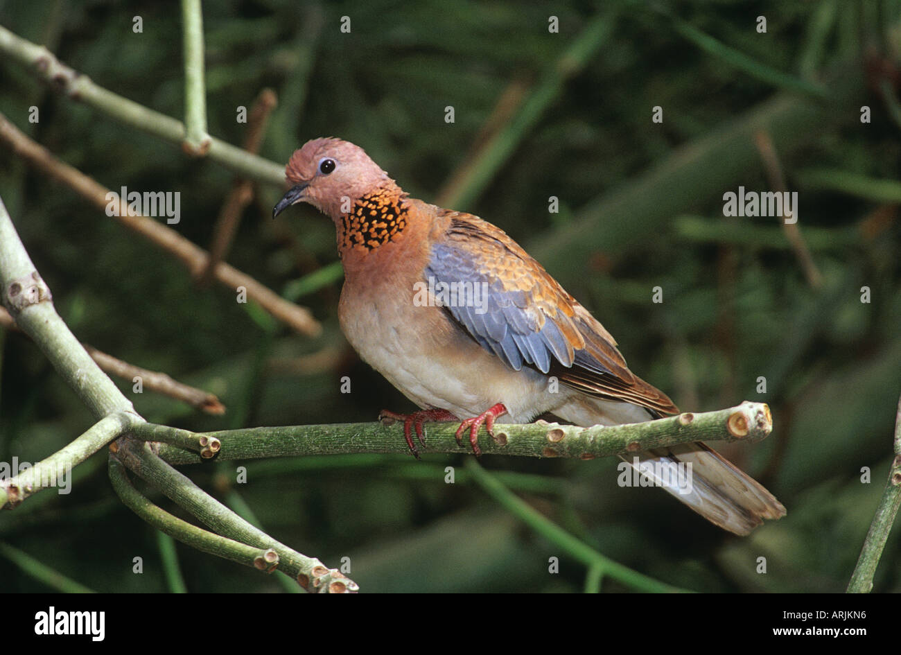 Laughing Dove (Spilopelia senegalensis, Streptopelia senegalensis ...