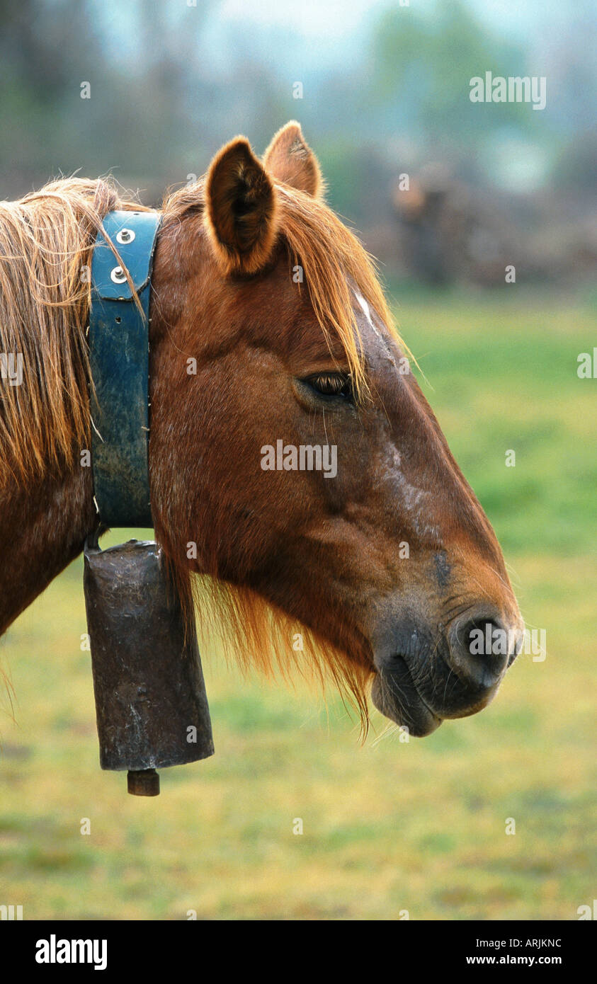 Breton horse (Equus przewalskii f. caballus), mare with bell, portrait ...