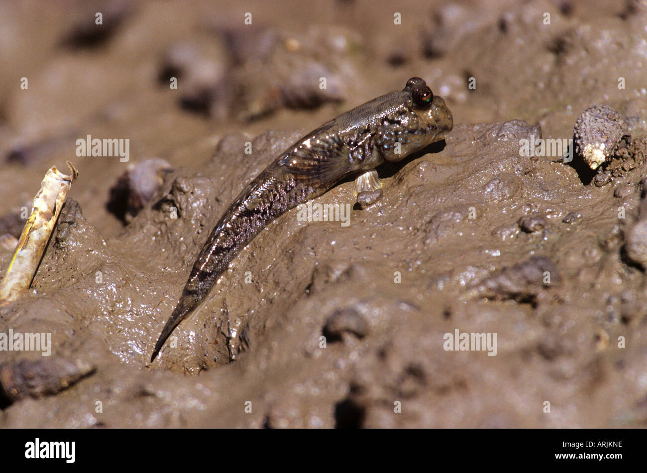 Periophthalmidae hi-res stock photography and images - Alamy