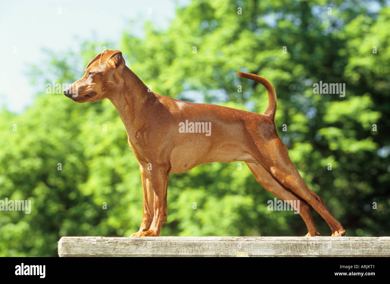 brown Miniature Pinscher - standing Stock Photo - Alamy
